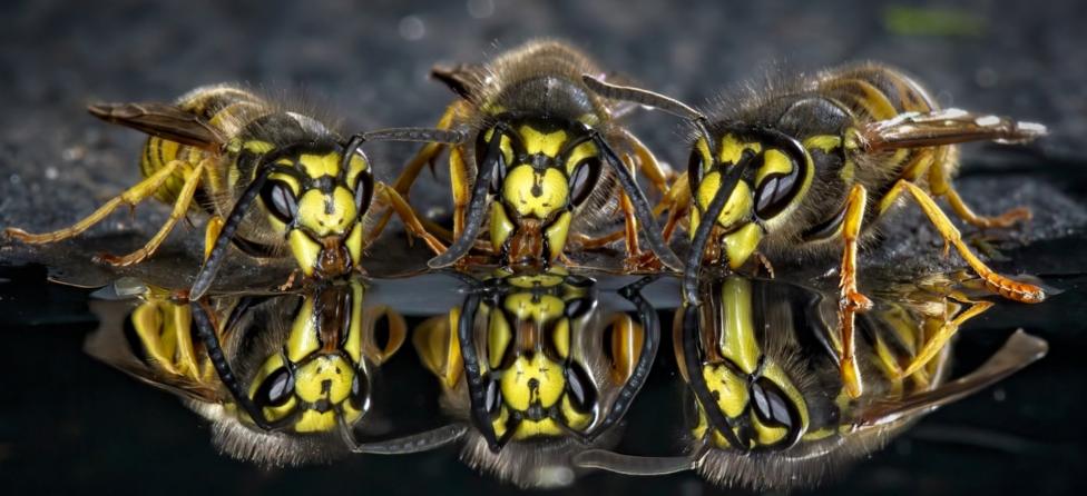 Insects: Check out these amazing super close-up bug photos! - BBC Newsround