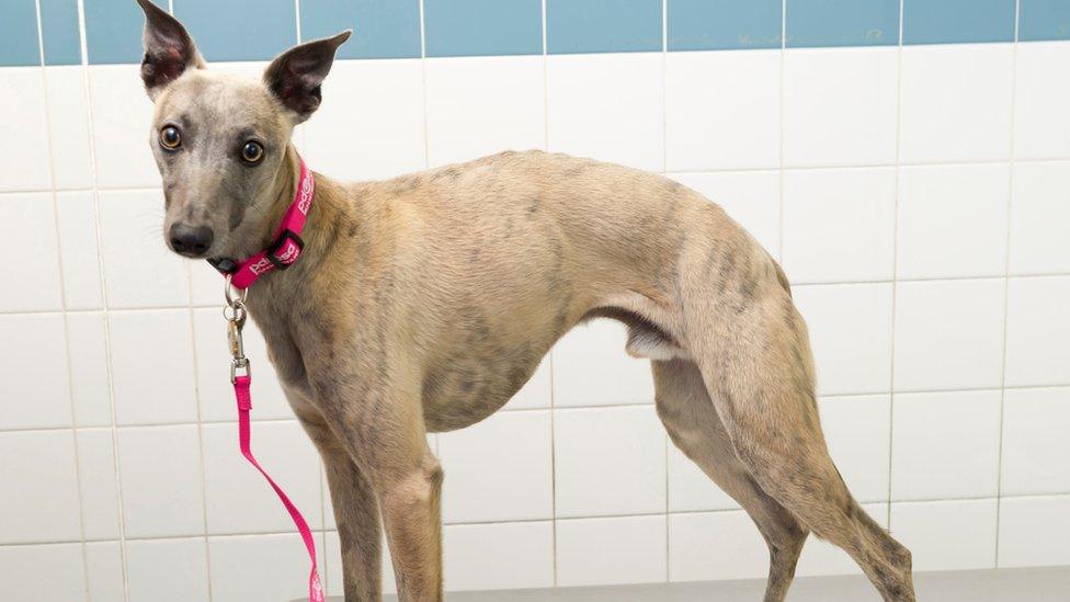 Bradford whippet eats bag of ecstasy tablets - BBC News