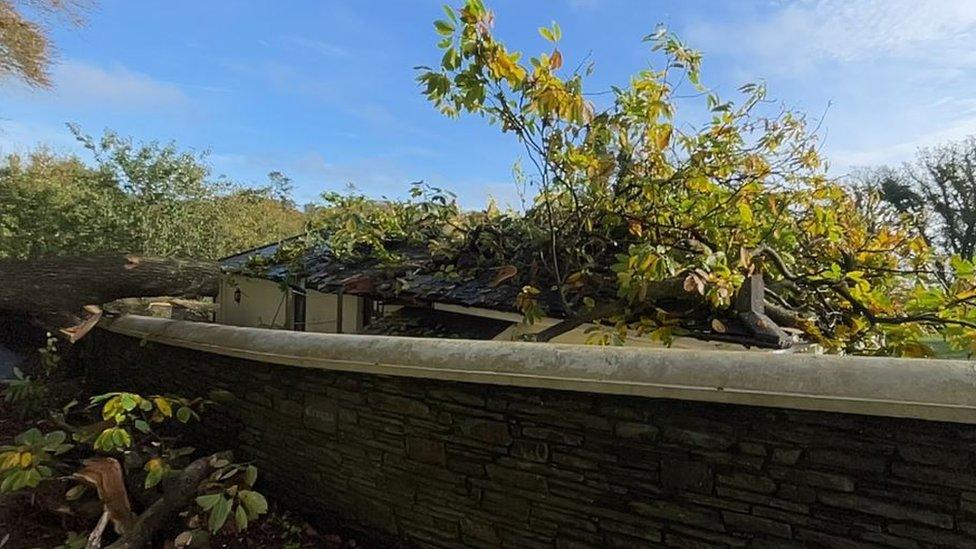 Tree falls onto Manx office building and blocks road - BBC News