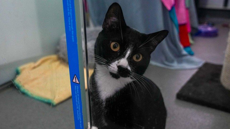 Jersey rescue centre takes 13 cats from England - BBC News