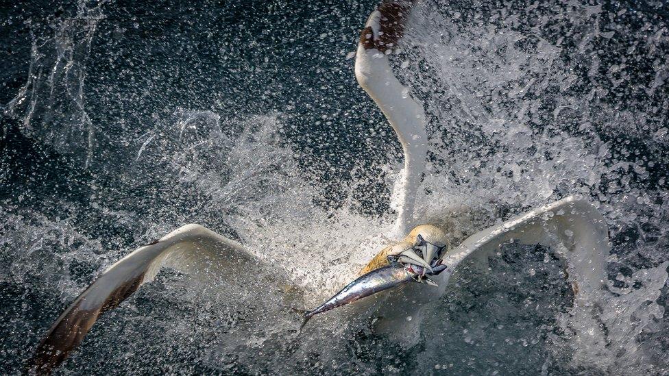 In pictures: Water Life - BBC News