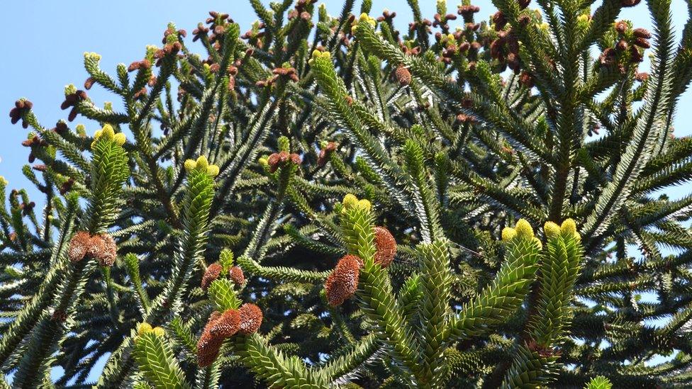 Conservationists choose their 12 trees of Christmas - BBC News