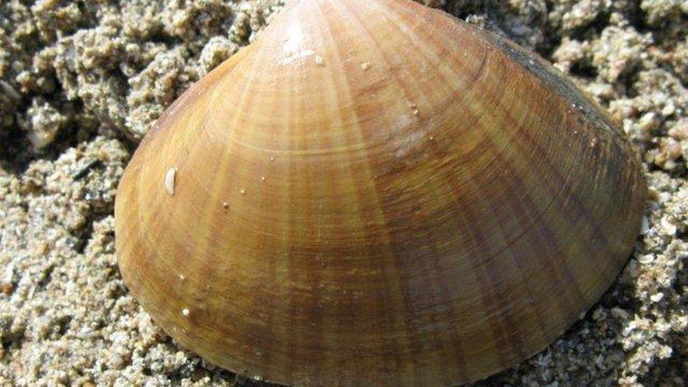 Jersey ban proposed to protect shellfish - BBC News
