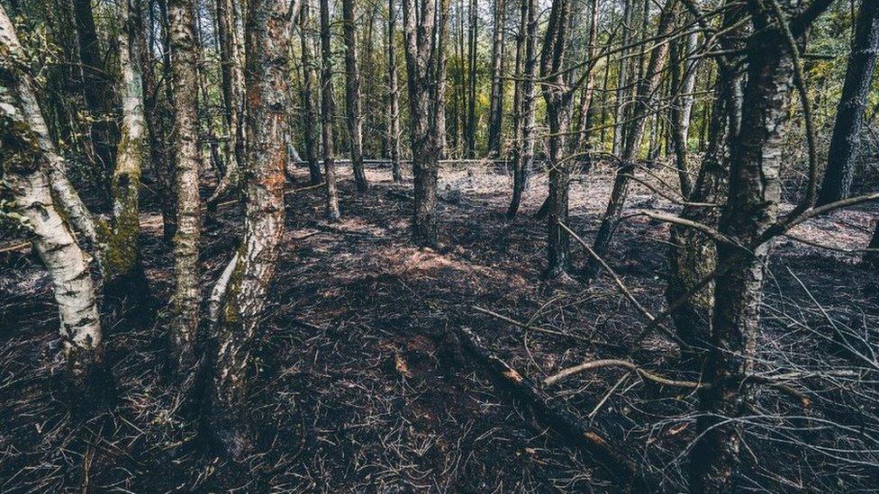 Delamere Forest: Firefighters tackle 'deep-seated' blaze - BBC News