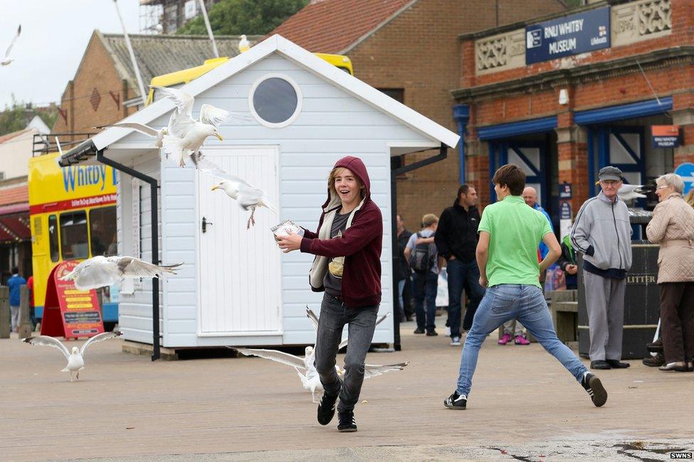 'Gull running' craze sweeps UK seaside towns from Whitby to Newquay ...