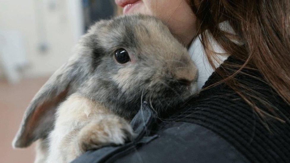 MSPs consider greater protection for pet rabbits - BBC News