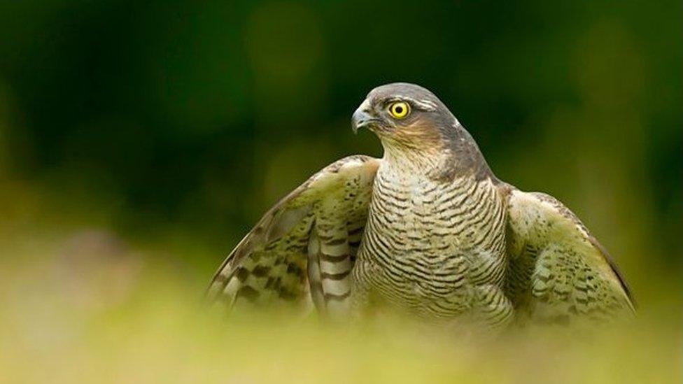 Men attempt to steal sparrowhawk chicks in Edinburgh - BBC News