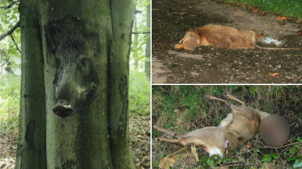 Forest Poaching