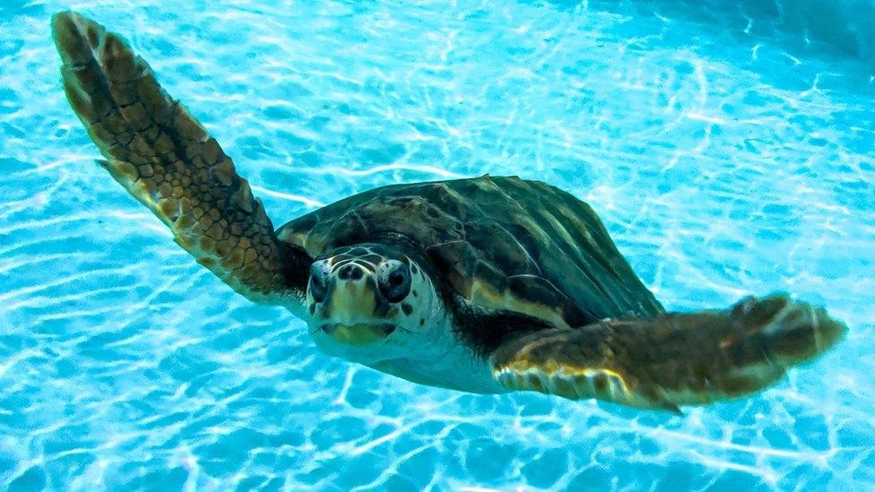 Lost turtle returned to wild after washing up on Scottish beach - BBC ...