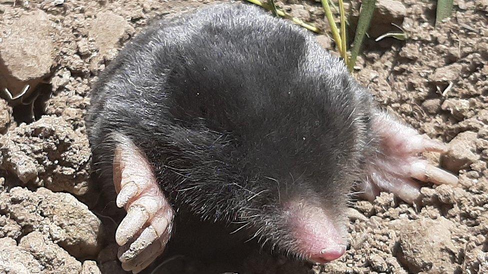 Two new types of mole unearthed in Turkey - BBC Newsround