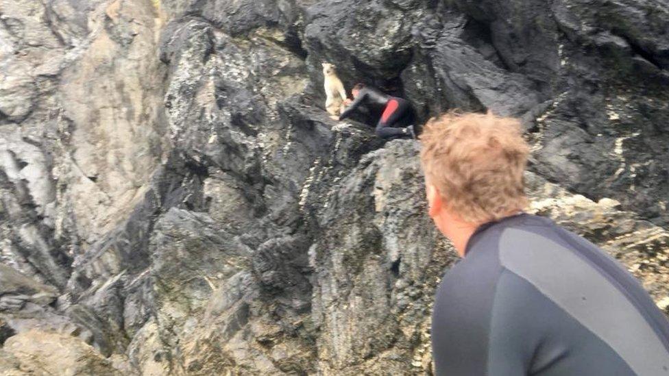 Lamb on the rocks saved after four days - BBC News