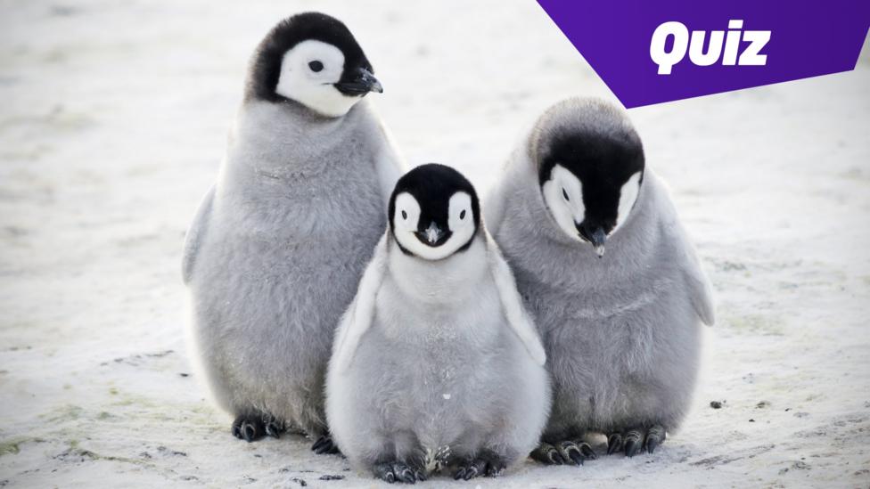 Meet Spike: The world's most popular penguin! - BBC Newsround