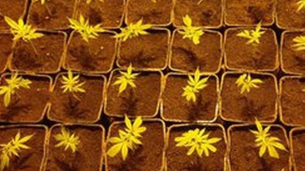 Huge £1.3m cannabis factory uncovered in Smethwick - BBC News