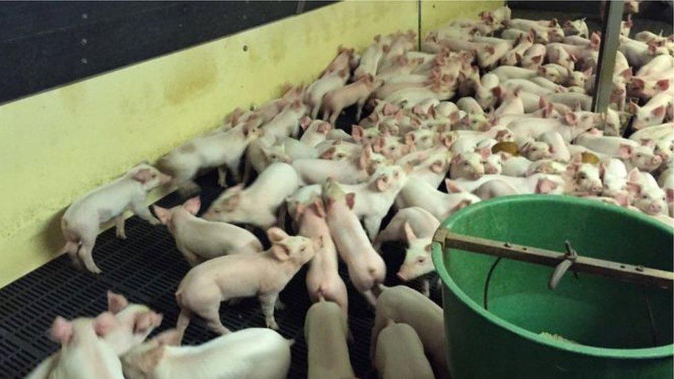 Planning permission granted for Newtownabbey pig farm - BBC News