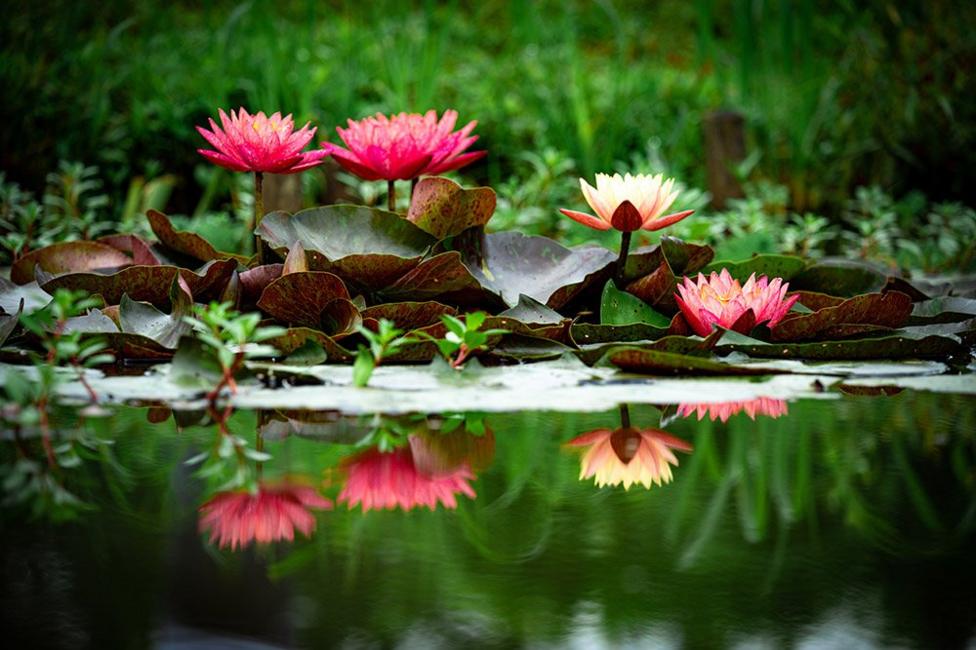 Your pictures on the theme of 'reflections' - BBC News