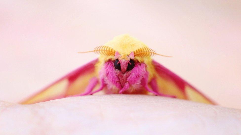Rosy Maple Moth: The milkshake moth and other winged beauties - BBC ...