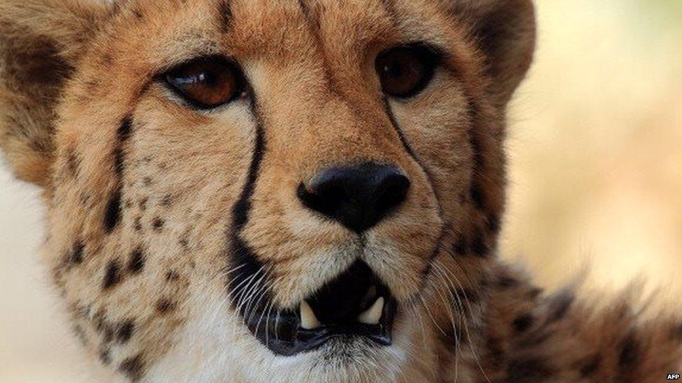 Cheetah attack survivor: Boy's parents want cat freed - BBC News