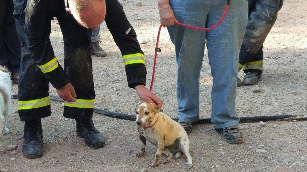 Stuck dog Lilly gives rescuers headache - BBC News