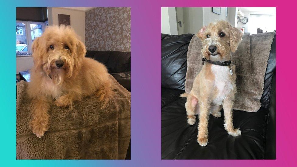 YOUR dogs: Before and after haircut pics - BBC Newsround