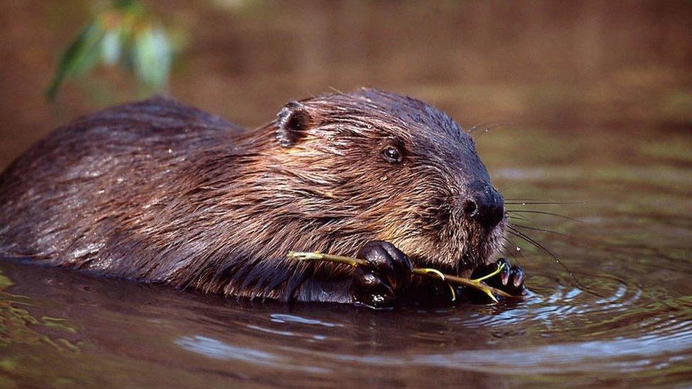 Delay on beaver reintroduction decision 'risks welfare' - BBC News