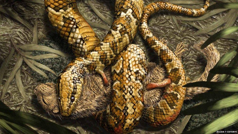 Four-legged snake ancestor 'dug burrows' - BBC News