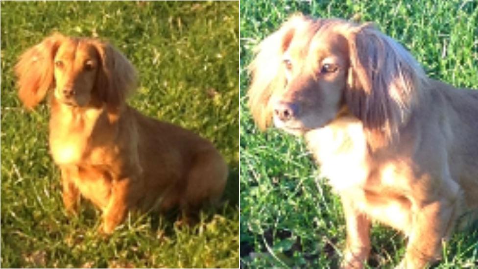 Mother and five puppies taken from kennels in Farlow - BBC News