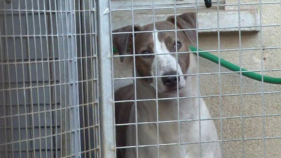 Animal cruelty: PPS may refer 'unduly lenient' sentences to Court of ...