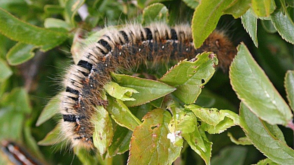 Caterpillars turned into 'exploding zombies' by bug - BBC News