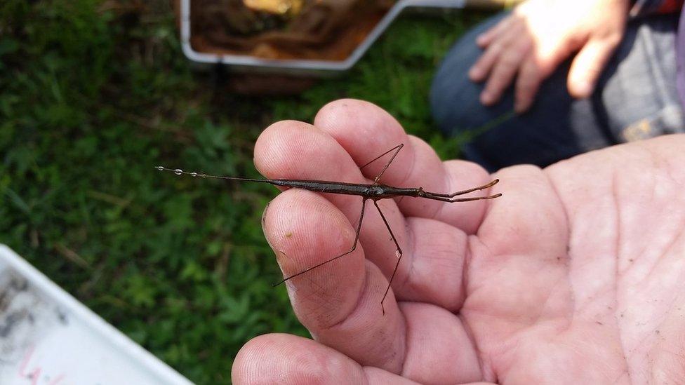 Durham Wildlife Trust discovers stick insects' northern outpost - BBC News