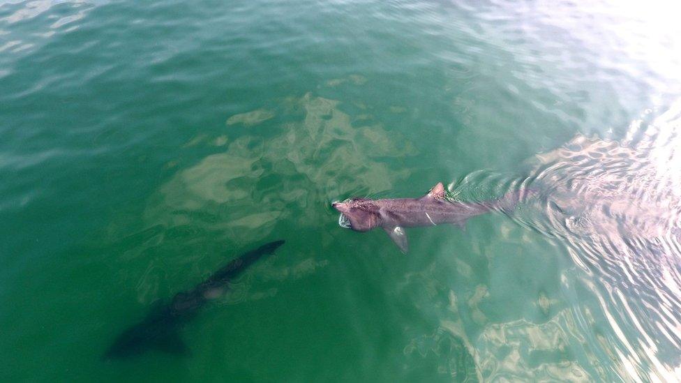 Basking shark school filmed by drone at Caliso Bay off County Waterford ...
