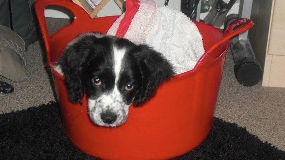 Glasgow vet nurse sentenced for poisoning own dog - BBC News