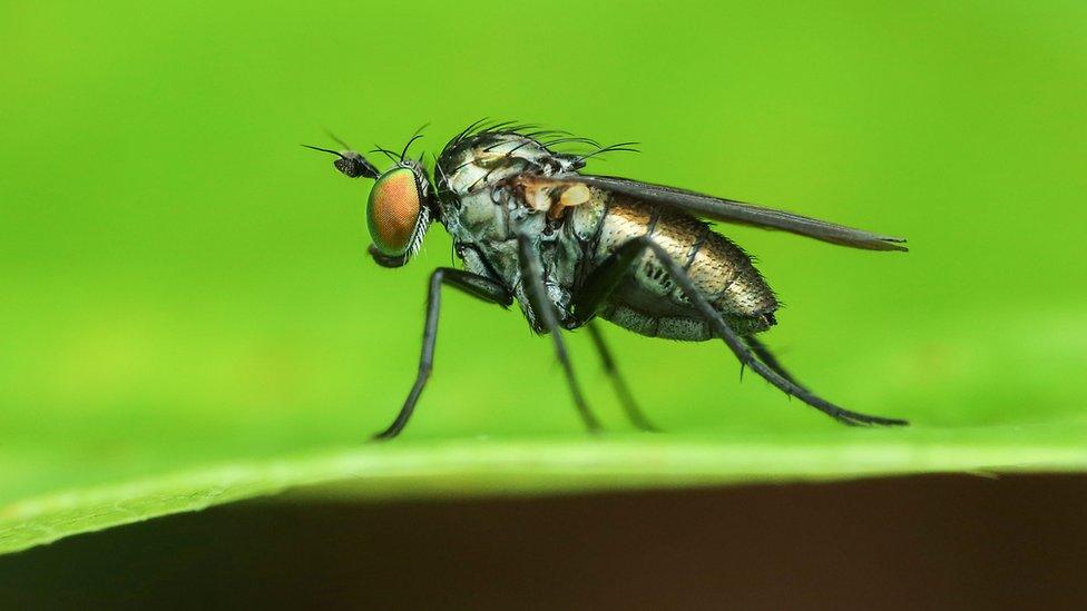 What do fruit flies have in common with humans? - BBC Newsround
