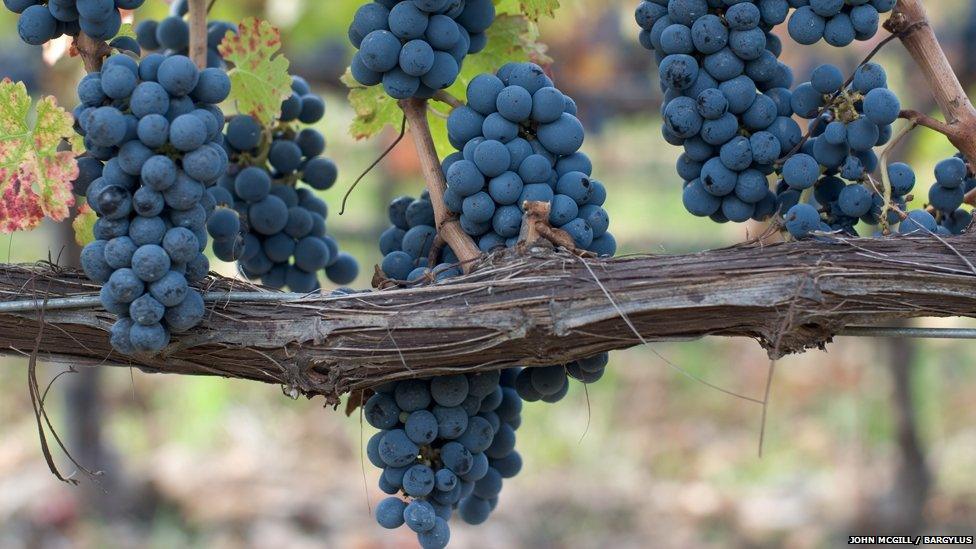 Making wine in a war zone: Syria's 'dream' vineyard - BBC News