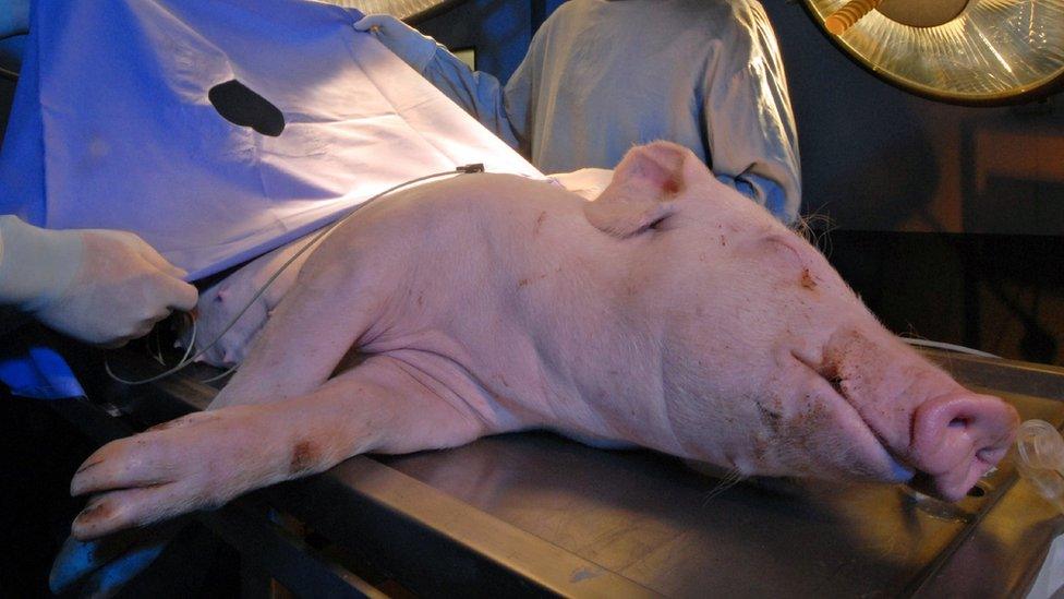 Unmanned robot surgery works in pig trial - BBC News