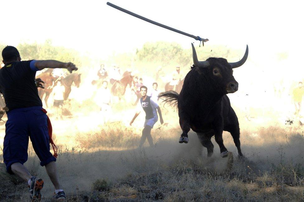 Spanish battle over Toro de la Vega bullfighting tradition - BBC News