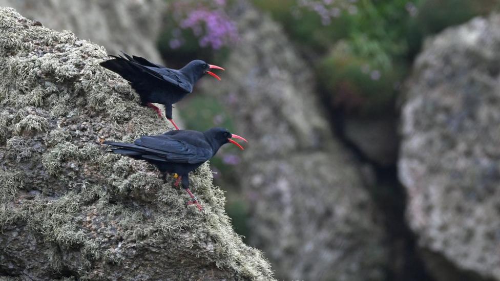 Record-breaking number of Cornish choughs fledge - BBC News