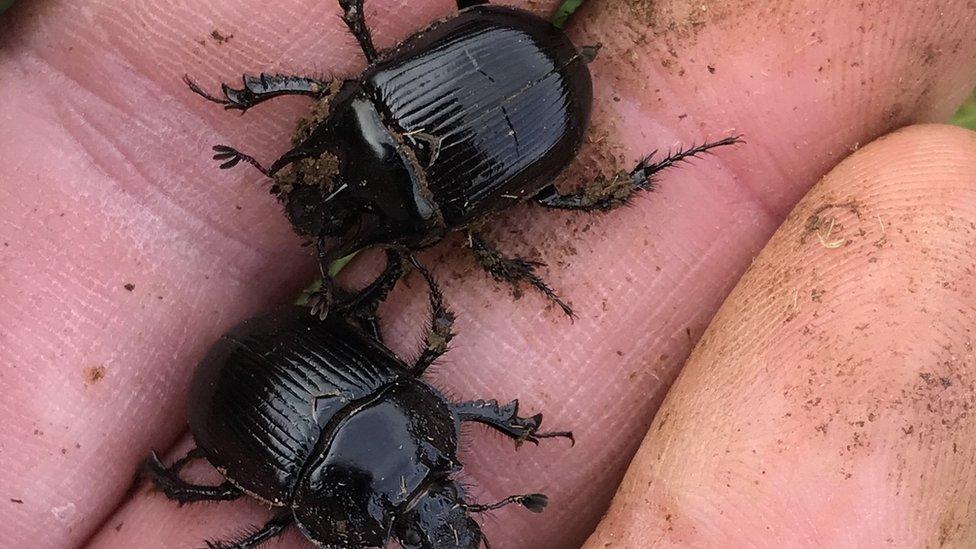 Rare dung beetle last recorded in 1930s found in Devon - BBC News