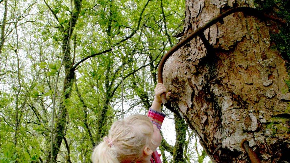 'Bicycle Tree' in the Trossachs given protected status - BBC News