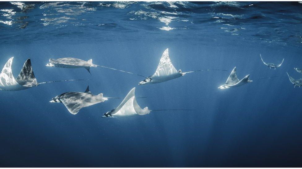 'Indiana Jones' shark gains protection at Cites meeting - BBC News