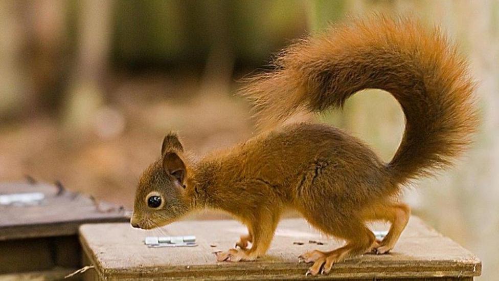 Red squirrels: Vaccine call to save animal from killer pox - BBC News
