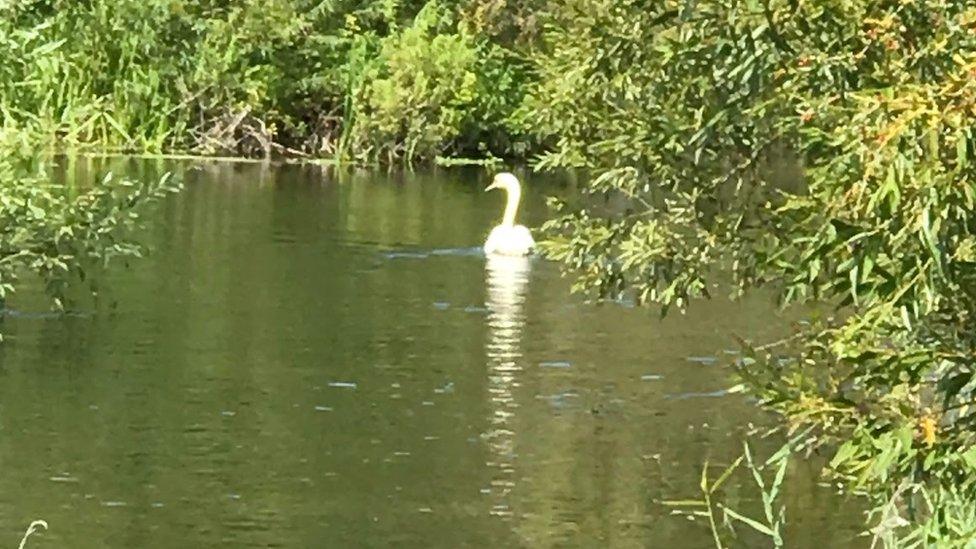'Stinky' swan rescued from sewage tank in Salisbury - BBC News