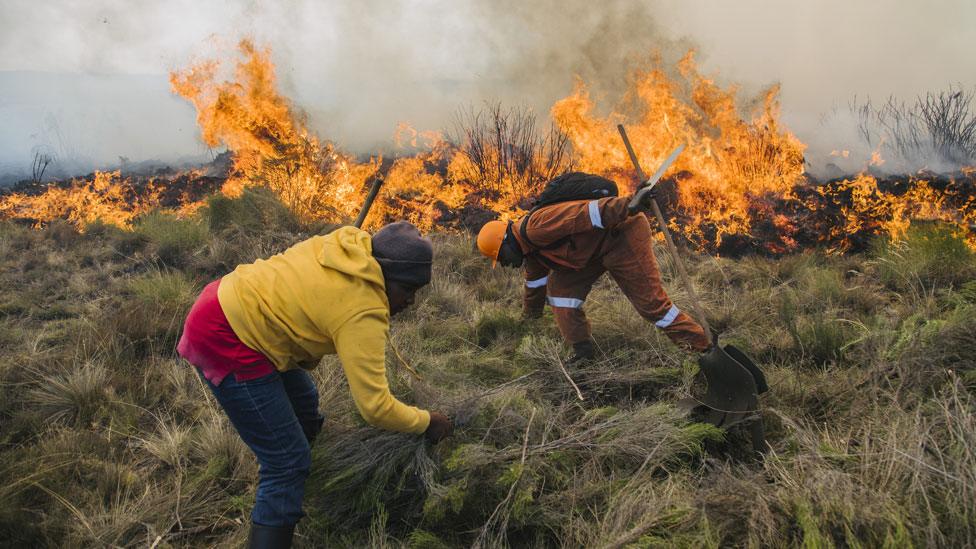 Mount Kenya wildfire: Marijuana farmers blamed - BBC News