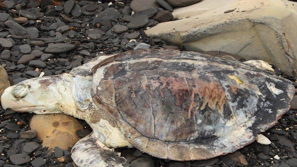 Dorset's Jurassic Coast at centre of sea turtle appeal - BBC News