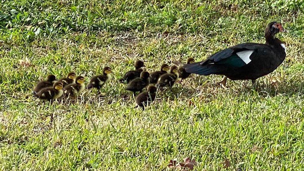 Texas Police Officer rescues a family of ducklings from a storm drain ...
