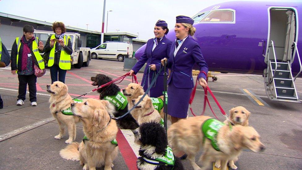 Canine angels earn their wings at Belfast City Airport - BBC News