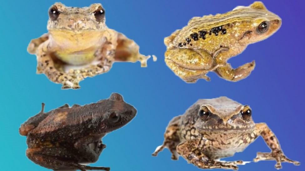 New species of frog discovered in Amazon - BBC Newsround