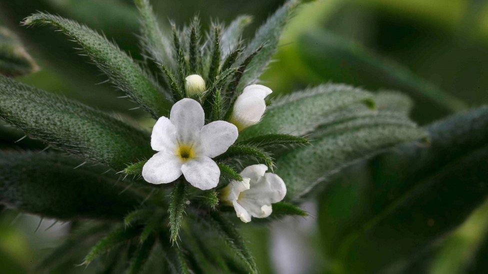 Novel crop launched in the UK - BBC News