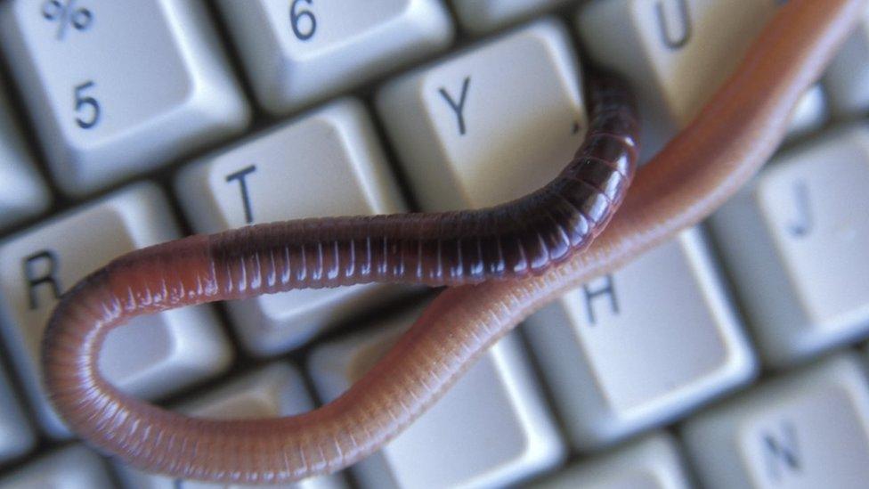 Widnes worm Dave wriggles into record books - BBC News