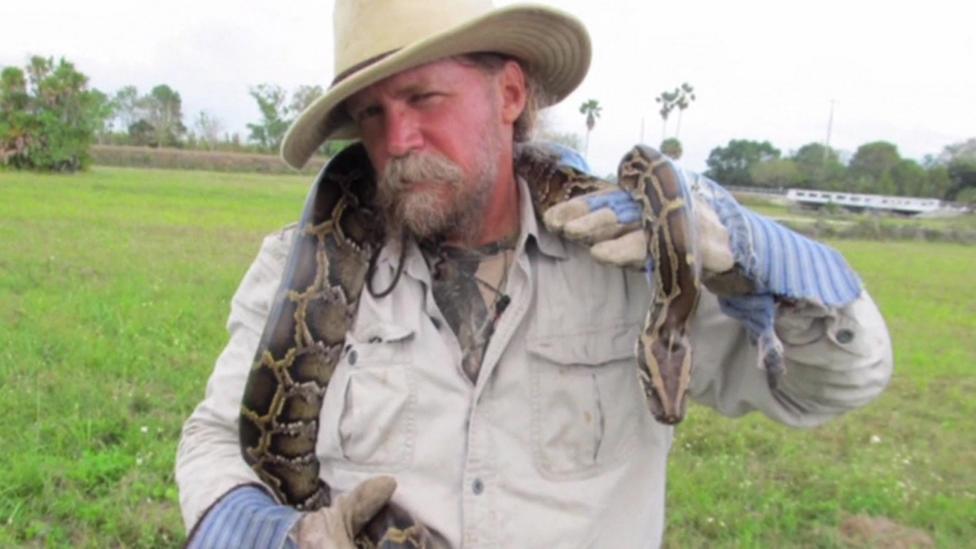 Florida python: Massive pregnant snake caught using new approach - BBC News