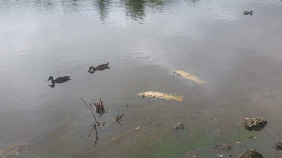 'Horrid smell' at Berkshire nature caused by 100 dead fish - BBC News